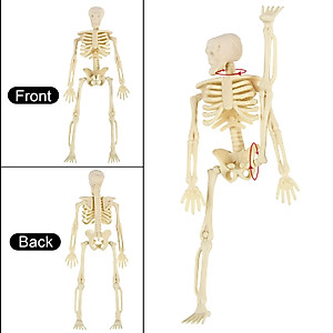 FINGOOO Mini Skeleton Figurines, 12Pcs 6 Inch Small Skeletons Halloween Decorations for Craft Haunted House Accessories Party Favors