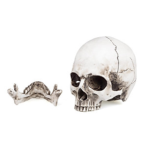 Aries Outlets Retro Human Skull Replica Resin Anatomical Model Medical Lifesize Realistic 1:1