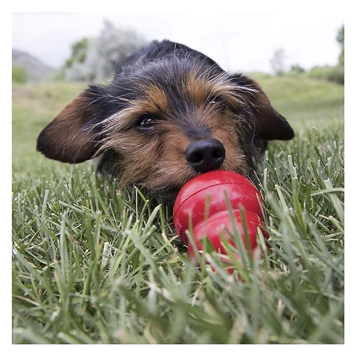 KONG Bacon and Cheese, Highly Digestible, Trans-Fat Free Easy Treat for Dogs (8 Oz, 4 Pack) (4 Items)