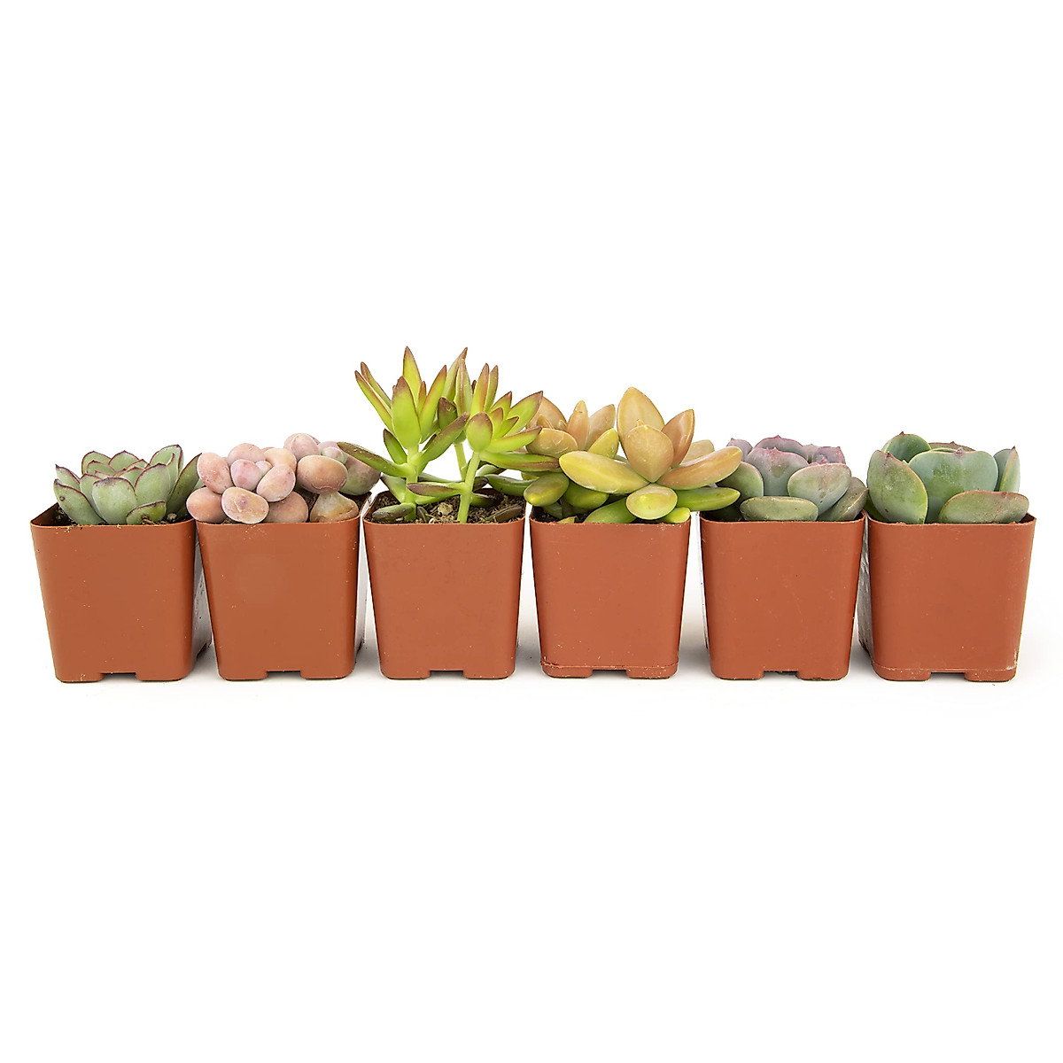 Altman Plants, Live Succulents Plants Live Houseplants (6PK), Succulents Live Plants Live House Plants Indoors Live, Live Cactus Plants Live Cacti Succulent Plants Live Indoor Plants Live Houseplants