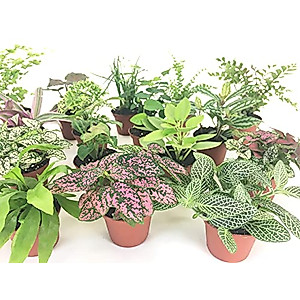 Mini Terrarium Plants (6 Plants) (2" Pots) Fairy Garden Plants Assorted Varieties
