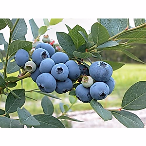 Blueberry Bush Granular Sulfur Fertilizer ( Soil Acidifier ) - 50 Lbs..