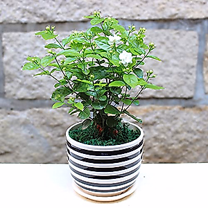 50pcs Jasmine Seeds for Planting, Non-GMO Heirloom, 90% Germination Rate, Perennial Garden Bonsai Plant, No Experience Required, Easy to Grow