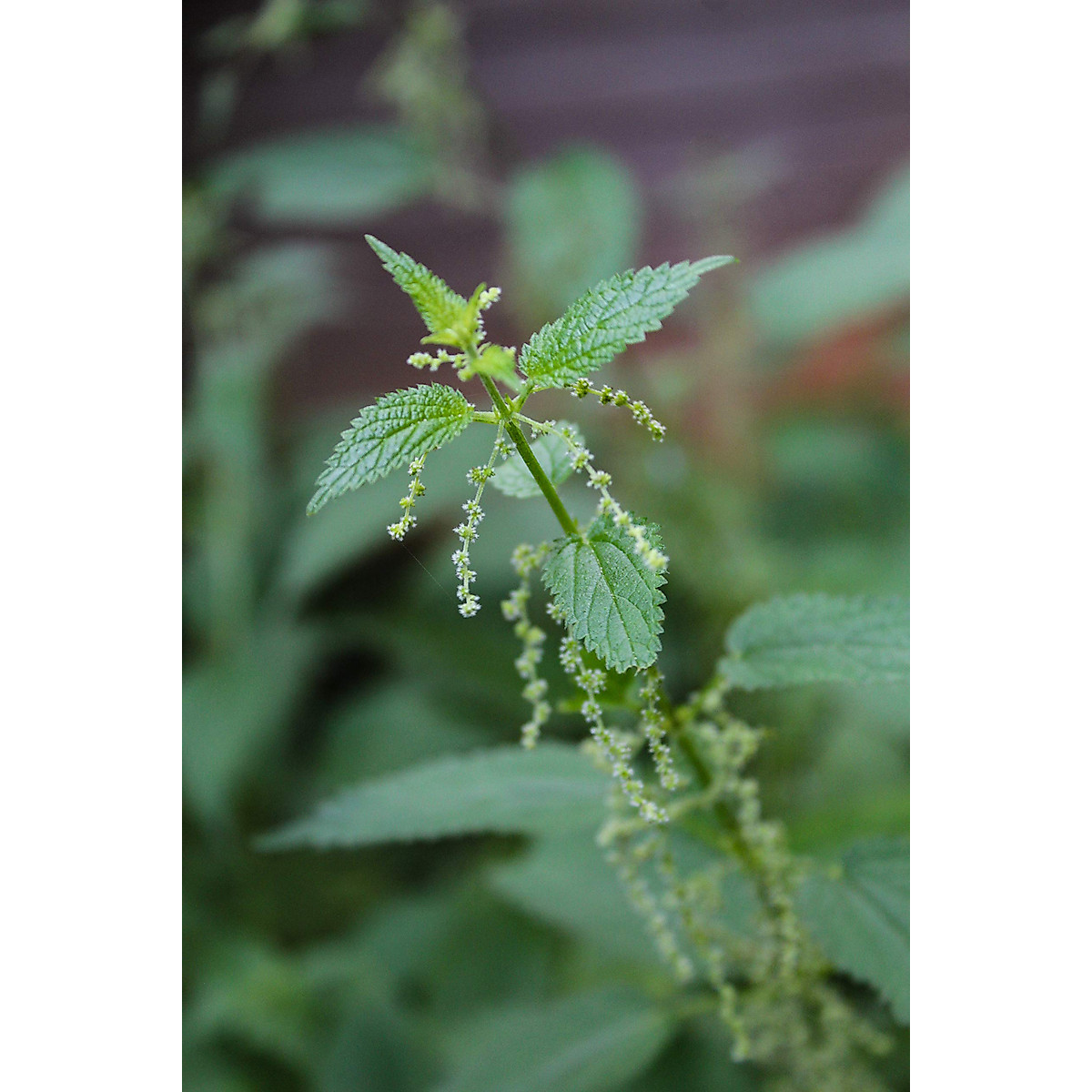 Gaea's Blessing Seeds - Stinging Nettle Seeds - Non-GMO Seeds with Easy to Follow Instructions - Open-Pollinated Heirloom 95% Germination