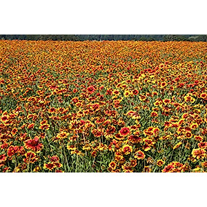 "Blanketflower" Common Gaillardia Indian Perennial Flower Seeds, 500+ Premium Heirloom Seed, (Gaillardia Aristata), 95% Germination, (Isla's Garden Seeds), Non GMO Seeds, Great Flower Garden Gift