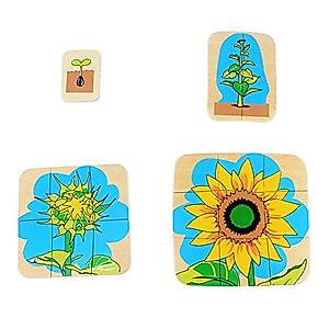 Montessori Children Wood Plant Education Toy Baby Toddler Life Cycle of Sunflower Puzzles Jingsaw Preschool Brinquedos Juguets