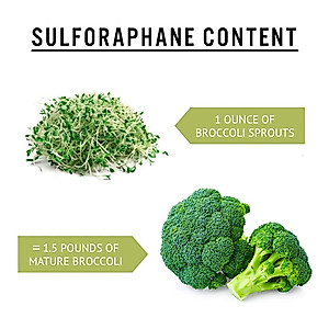 1 lb Broccoli Sprouting Seeds - Perfect for Sprouting & Microgreens, Rich in Sulforaphane, USA Grown (Resealable Bag)