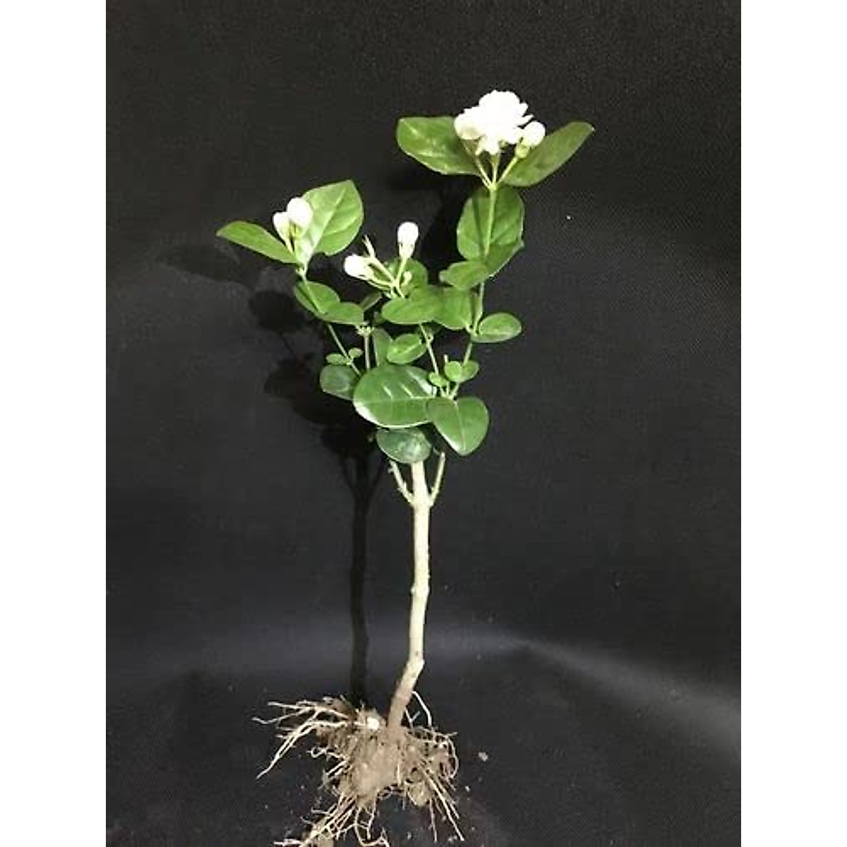 Jasmine Living Seedling Fragrant Plant Grown Green Tea Perennial Garden Indoor Bonsai Plant No Experience Required Easy to Grow (No Pot Include)
