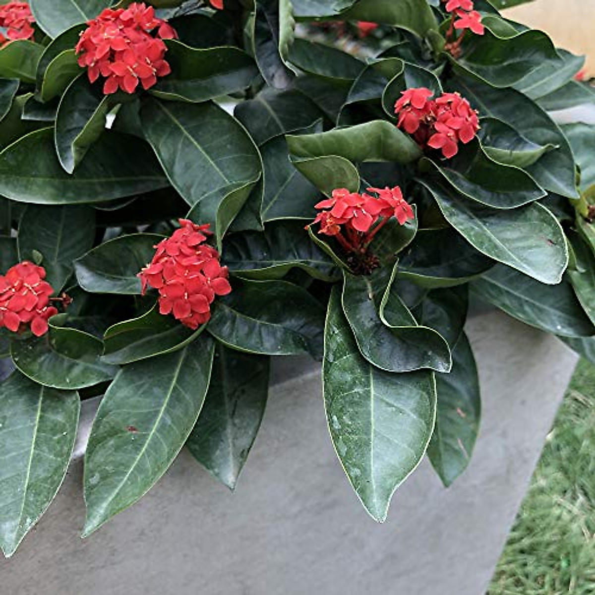 Kante 31.1" L Long Rectangular Concrete Planter, Large Outdoor Indoor Garden Pots with Drainage Hole and Rubber Plug, Weathered Concrete