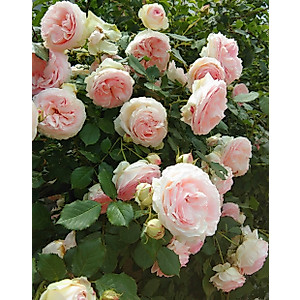 50+ Mixed Rose Flower Seeds Perennial Flowers Plants Garden