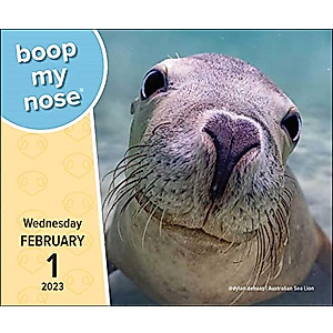 The Daily Boop 2023 Day-to-Day Calendar: By Boop My Nose