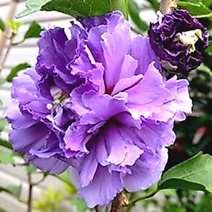 1 Purple Rose of Sharon Plants Live in Quart Container, Althea Hibiscus Plants Live, Hibiscus Flowers Plants Hibiscus Syriacus