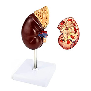 QWORK Life-Size Kidney Model, Divided into 2 Parts Showing Internal Structure A Normal Kidney Human Anatomy Replica for Doctors Office Educational Tool