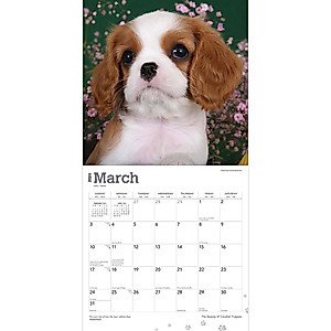 The Beauty of Cavalier King Charles Spaniel Puppies | 2024 12 x 24 Inch Monthly Square Wall Calendar | Sticker Sheet | StarGifts | Animals Dog Breeds Puppy