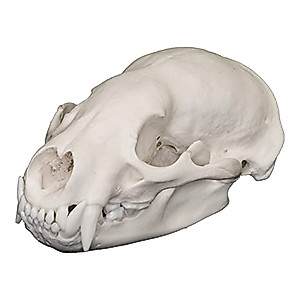 Real American Badger Skull A Quality