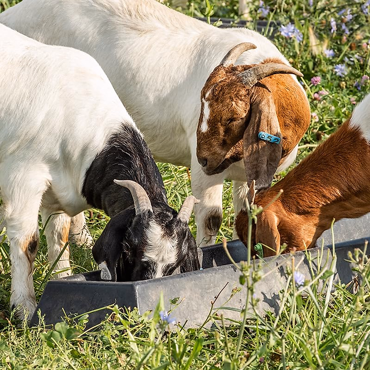 Premier 1 BlueLite Sheep & Goat Electrolytes