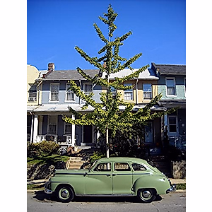 Jurassic Ginkgo | Tree Seed Grow Kit | The Jonsteen Company