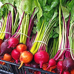"Rainbow Mix" Beet Seeds for Planting, 50+ Heirloom Seeds Per Packet, Non GMO Seeds, Botanical Name: Beta vulgaris, Great Home Garden Gift
