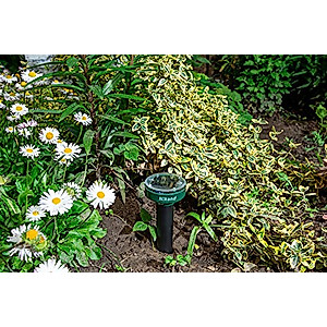 Gopher Repellent Ultrasonic Solar Powered - Mole Repellent Stakes Outdoor Pet Safe - Groundhog Repeller Snake Rodent Gopher Spikes Chaser - Sonic Mole Deterrent Devices (4)