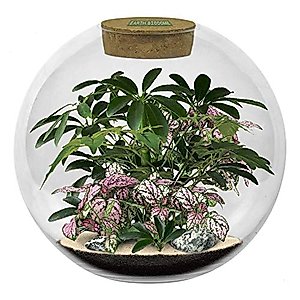 Earth 8-Inch Diameter Glass Biodome | Thick Terrarium Grows Polka Dot Plants, Lush Umbrella Plants and China Dolls