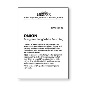 Burpee Evergreen Long White Bunching Onion Seeds 2000 seeds