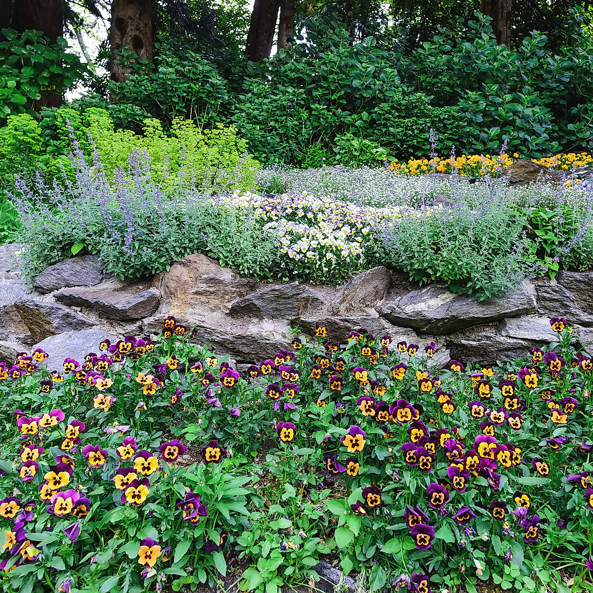 Outsidepride Viola Johnny Jump Up Wild Flowers & Ground Cover Plants - 5000 Seeds