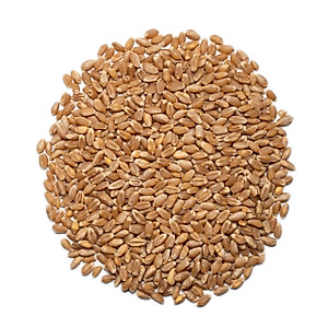 1000 SPRINGS MILL - Organic Hard Red Spring Wheat Berries - Used for Organic Flours, Cereals, Salads, and Whole Wheat Breads - Organic Sprouting Seeds - Bulk Dried Grain - Resealable Bag - 16oz (Pack of 1)
