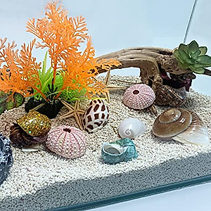 Hermit Crab Shells Medium to Large 0.51-1.18 Inch Assorted Opening Size Natural Turbo Seashells with Decoration Plan and Calcium Supplement