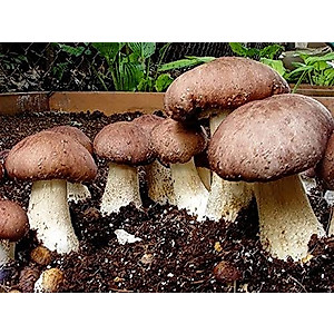 100 Grams of Wine Cap Mushroom Spawn Mycelium to Grow Gourmet Mushrooms at Home or commercially - G1 or G2 Spawn