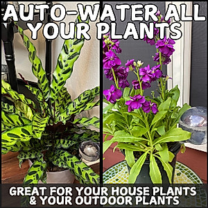 Tiny Terrains Water Globes for Watering Plants Automatically - Shatterproof & Weatherproof Water Bulbs for Indoor or Outdoor Plants - Keep Soil Moist & Plants Happy