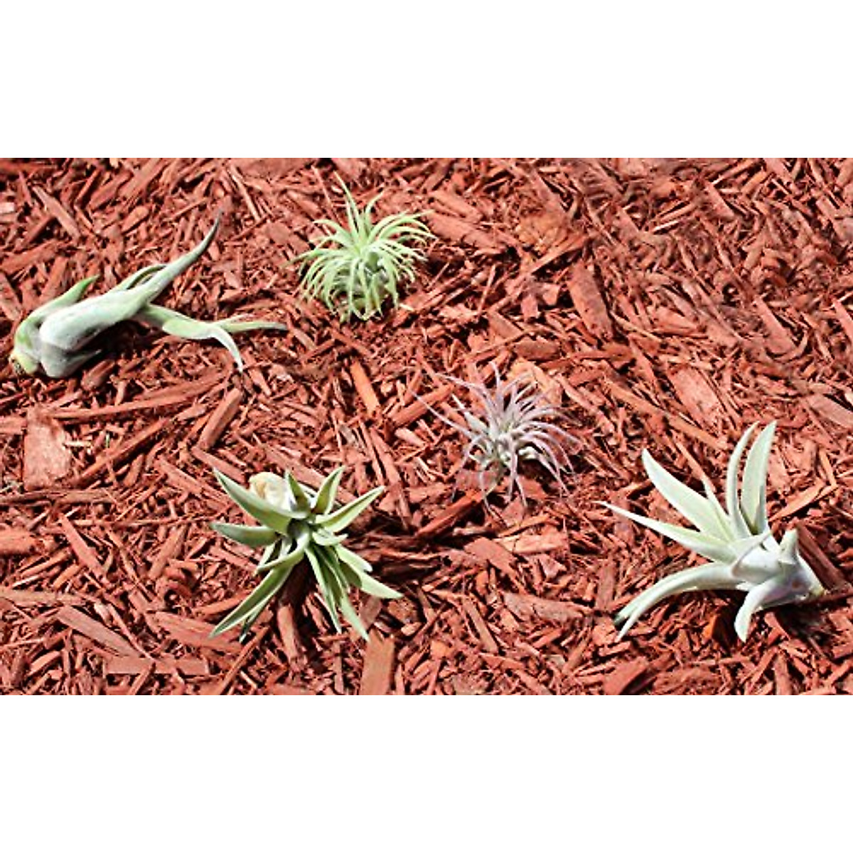 Variety Pack of Small Tillandsia Air Plants, Assortment of Exotic, Low Maintenance Live Air Plants Including Ionantha Rubra, Caput-Medusae, Harrissi, Velutina, & Ionantha Fuego Plants! (Set of 5)