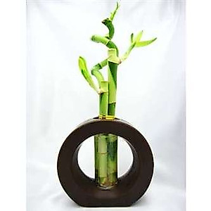 9GreenBox - 3 Style Spiral Lucky Bamboo with Hollow Brown Ceramic Vase