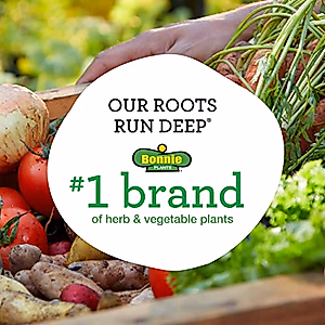 Bonnie PLANTS Husky Cherry Red Tomato Live Vegetable Plants - 4 Pack, Non-GMO, Bite Sized, Disease Resistant