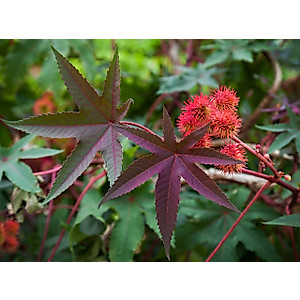 Outsidepride 15 Seeds Annual Ricinus Communis Castor Bean Bright Red Flower Seeds for Planting