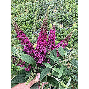 4.5 in. Qt. Lo & Behold 'Ruby Chip' Butterfly Bush (Buddleia) Live Shrub, Red Flowers