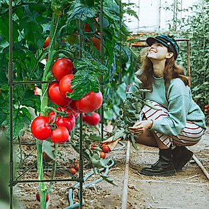 arbxvnr 3 Package up to 48in Tomato cage Garden Grid Plant Support Posts with Adjustable Tomato cage Vegetable Grid (3pack)