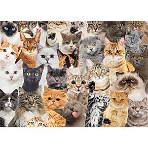 PETER PAUPER PRESS All The Cats 1000 Piece Jigsaw Puzzle