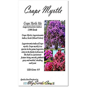 Big Pack - (1,000) Crape Myrtle Mix, Lagerstroemia Indica Tree Seeds - by MySeeds.Co (Big Pack - Crape Myrtle)
