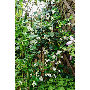 50pcs/Bag Climbing Jasmine Flower Seeds Fragrant Plant Four Seasons Evergreen Silver Jasmine Garden Balcony Climbing Flower