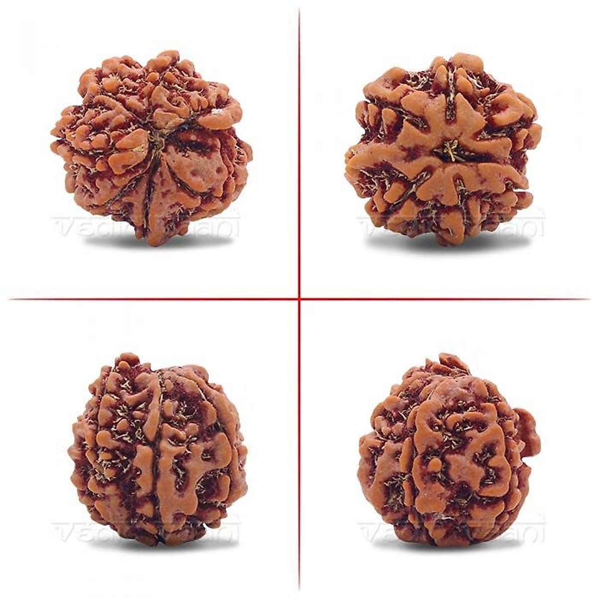 Vedic Vaani Natural Divine Sacred Om Aum Lord Shiva Rudraksh (1 Pcs)