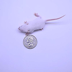 MiceDirect Frozen Fuzzie Feeder Mice Food for Juvenile Hognose, Corn & Milk Snakes (15 Count)