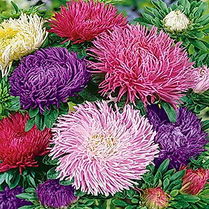 Outsidepride Tiger Paw Aster Gremlin Garden Flower Plant Seed Mix - 1000 Seeds