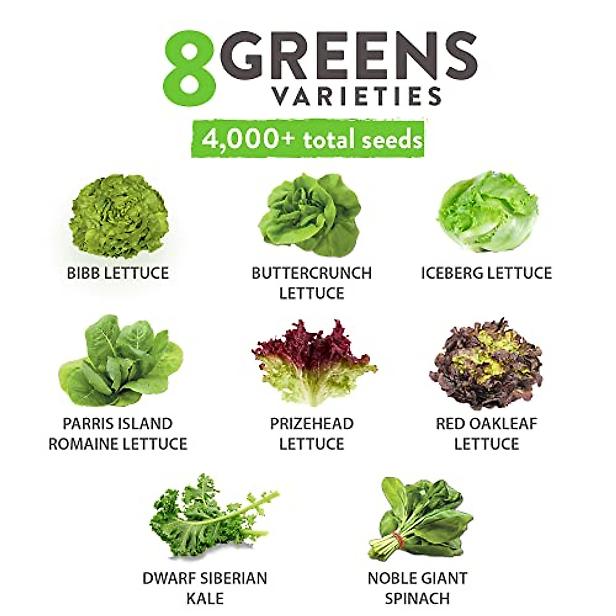 Lettuce & Salad Greens Seed Vault - 4,000+ Non-GMO Vegetable Seeds for Outdoors or Indoors - Romaine, Iceberg Lettuce Seeds for Planting, Kale Spinach & More: Hydroponic Home Garden Seeds (8 Variety)