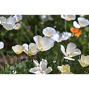 Ivory Castle White California Poppy Seeds for Planting, 1000+ Seeds Per Packet, (Isla's Garden Seeds), Non GMO & Heirloom Seeds, Scientific Name: Eschscholzia californica, Great Home Garden Gift