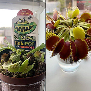 Little Pot of Horrors, Live Venus Fly Trap Live Plant, Live Venus Flytrap Live Plants Indoor, Venus Fly Trap Soil, Indoor Plants Venus Fly Trap Pot, Venus Fly Trap Plant