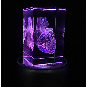 3D Human Heart Anatomical Model Paperweight(Laser Etched) in Crystal Glass Cube Science Gift (No Included LED Base)(3.1x2x2 inch)