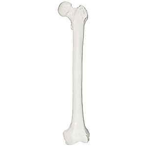 Axis Scientific Femur Bone Model | Left | Cast from a Real Human Femur Bone l Upper Leg Bone Model Has Realistic Texture and Important Bony Landmarks | Includes Product Manual