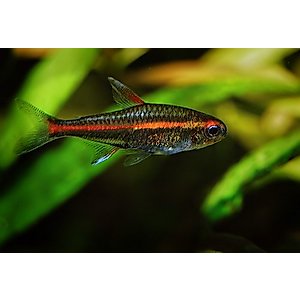 WorldwideTropicals Live Freshwater Aquarium Fish - (6) 1" Fire Neon Tetras - 6 Pack of Fire Neons (Glo-Lites) Live Tropical Fish - Great for Aquariums - Populate Your Fish Tank!