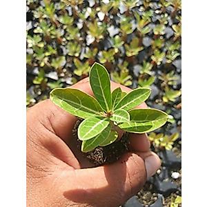 12 Live Plants 1.5 to 3" Desert Rose Seedlings in Assorted Colors -