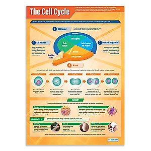 Daydream Education The Cell Cycle Poster - Gloss Paper - LARGE FORMAT 33” x 23.5” - STEM Classroom Decoration - Bulletin Banner Charts